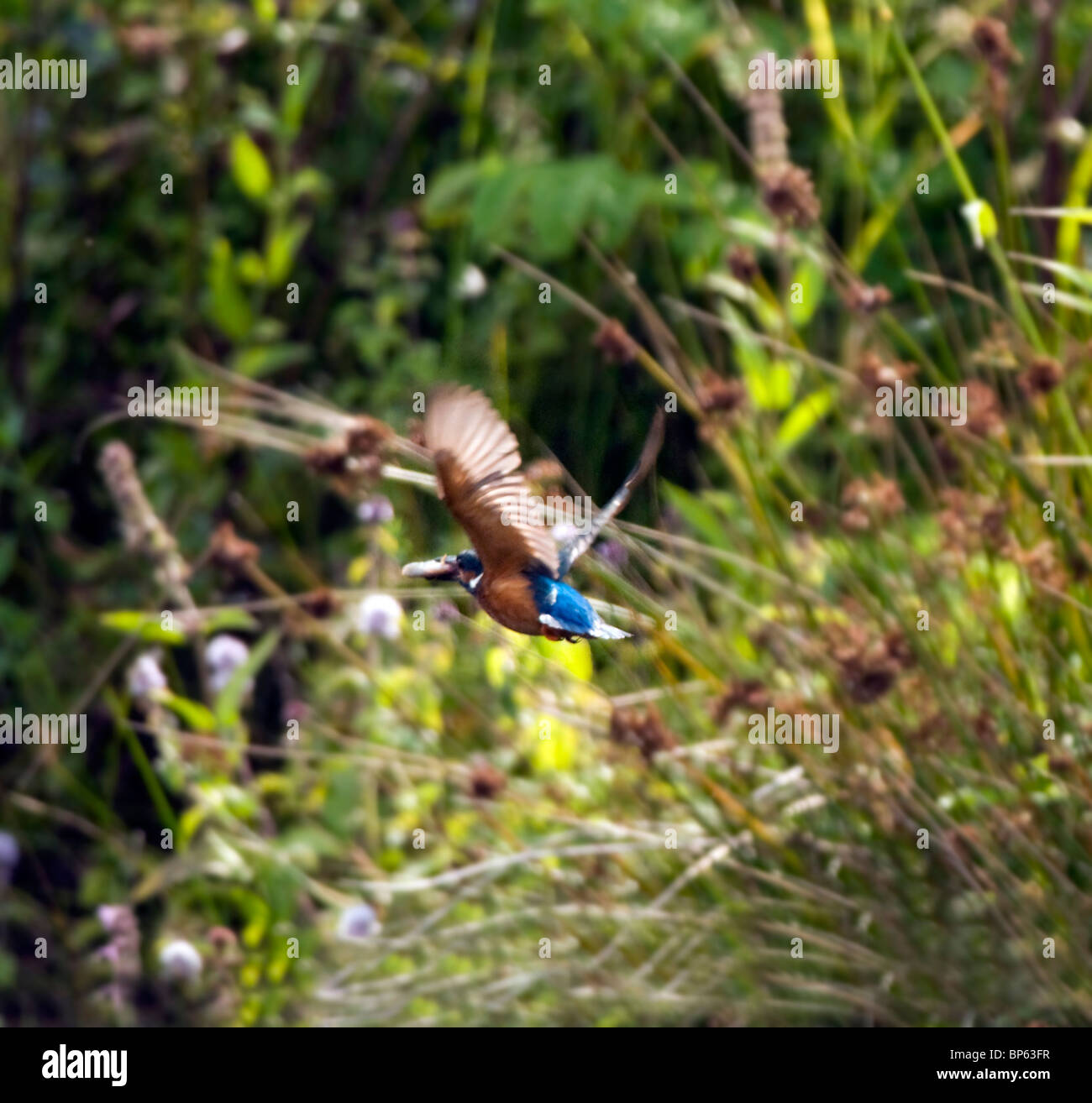 Voler Avec Un Poisson Dans Son Bec Banque d'image et photos - Alamy