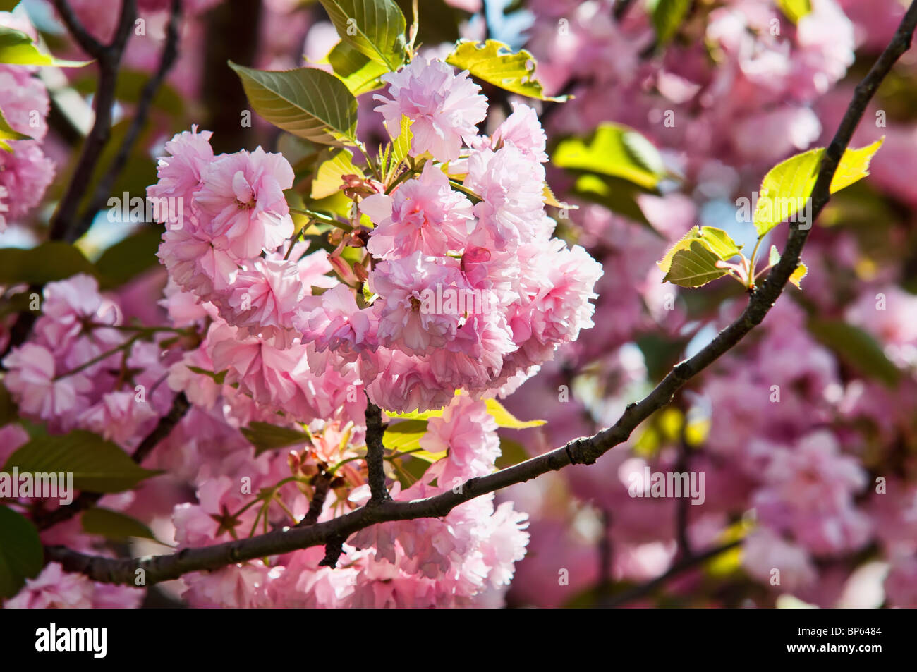 Fleurs de cerisier washington dc Banque de photographies et d’images à ...