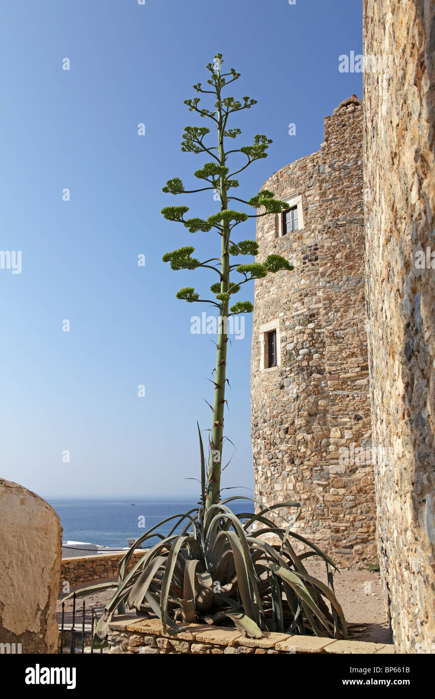 Agave en fleur Banque de photographies et d’images à haute résolution ...
