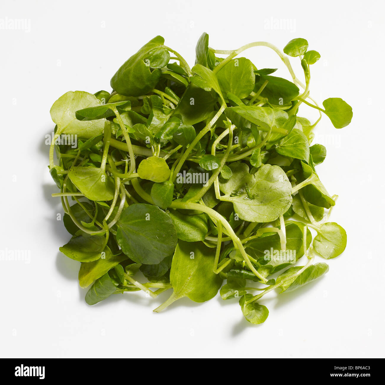 Salade cresson Banque de photographies et d’images à haute résolution ...