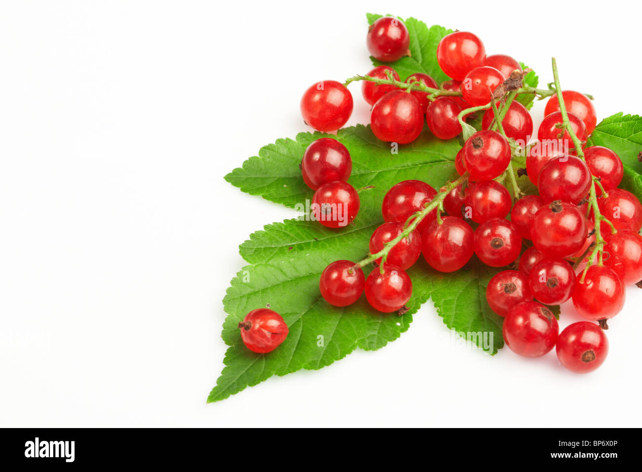 Feuille de groseiller Banque de photographies et d’images à haute ...