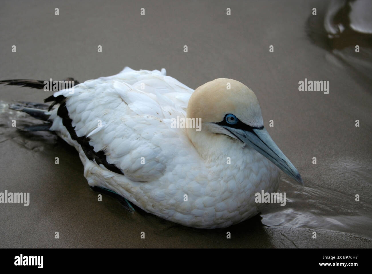 Morus capensis Banque de photographies et d’images à haute résolution ...