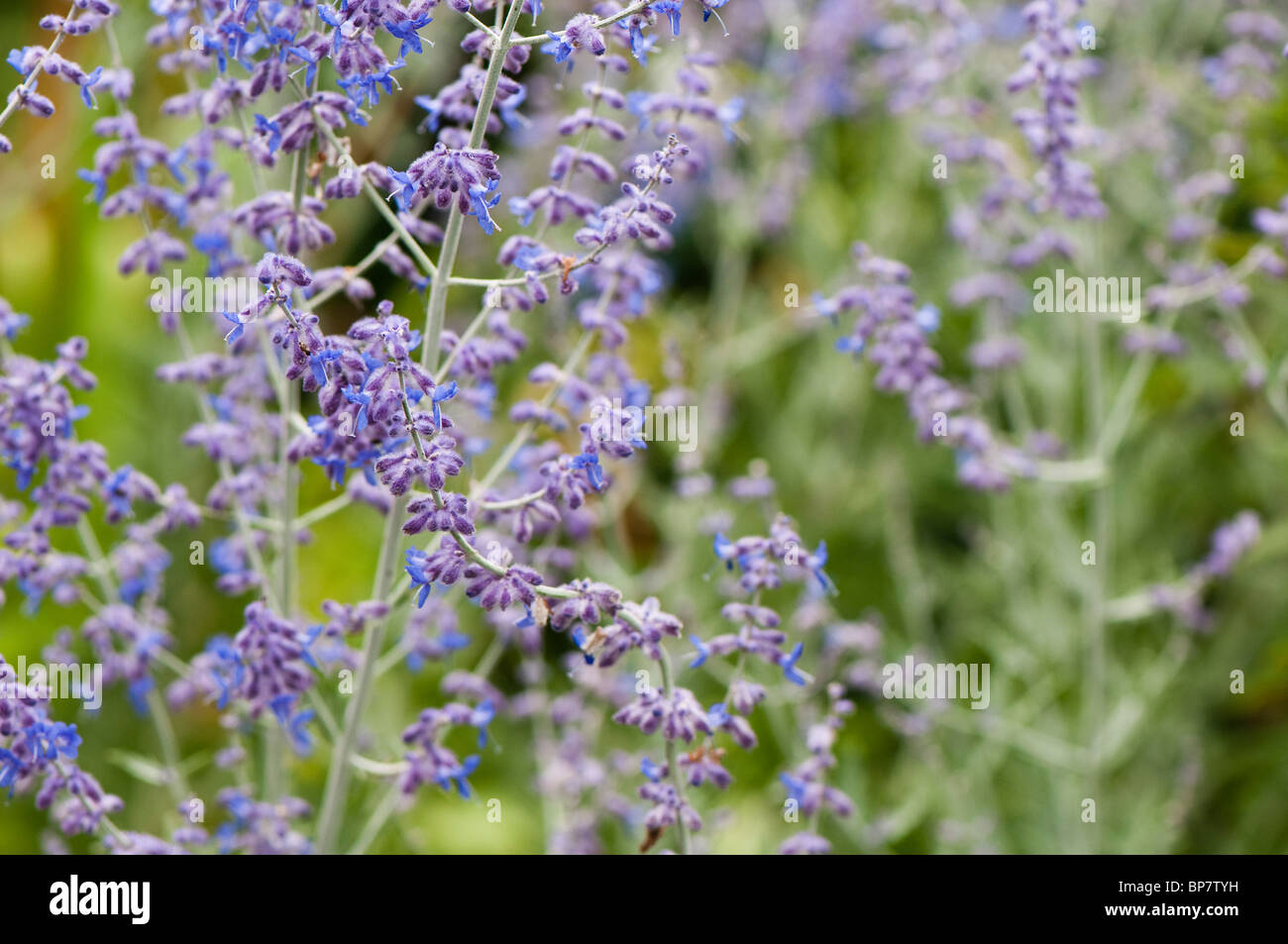 Perovskia perovskia atriplicifolia Banque de photographies et d’images ...