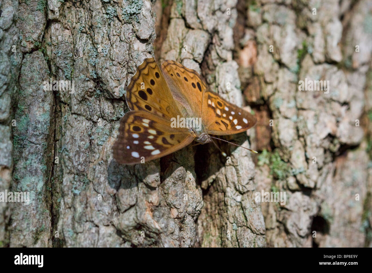 Papillon empereur Banque de photographies et d’images à haute ...
