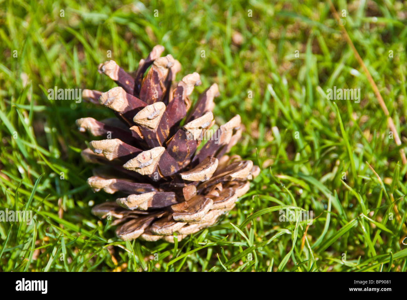 Sapin graine Banque de photographies et d’images à haute résolution - Alamy