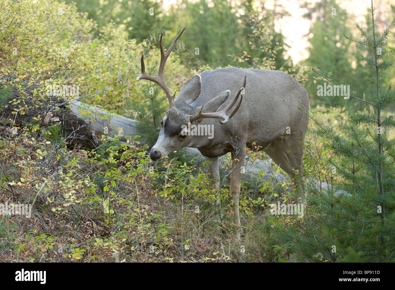Le Cerf mulet (Odocoileus hemionus), stag la navigation Photo Stock - Alamy