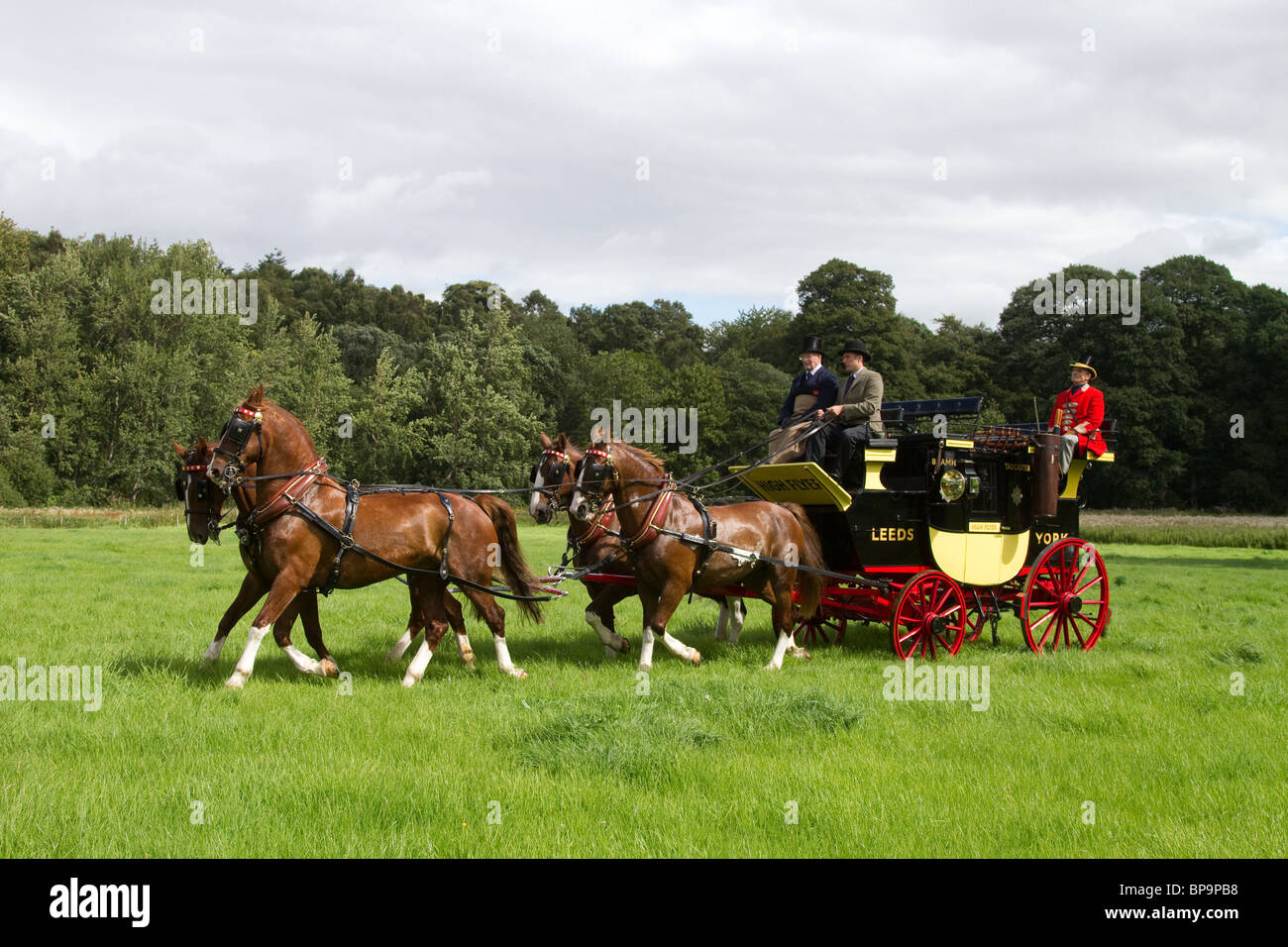 Heavy Horse and team ' four in Hand' Chestnut Gelderlanders cheval-tiré ...