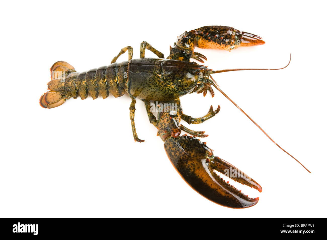 Homard cru Banque de photographies et d’images à haute résolution - Alamy