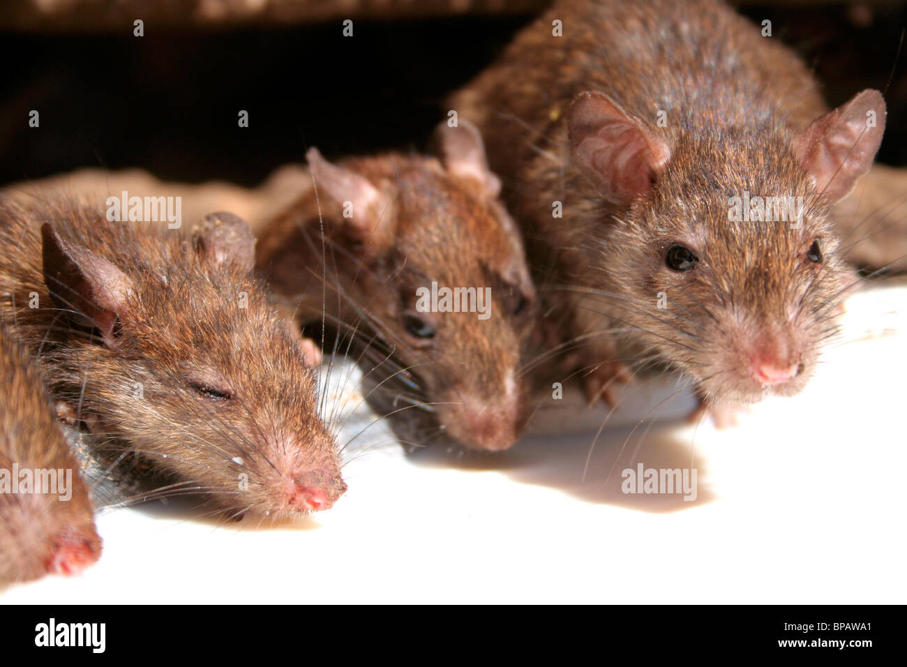 Rat temple Banque de photographies et d’images à haute résolution - Alamy