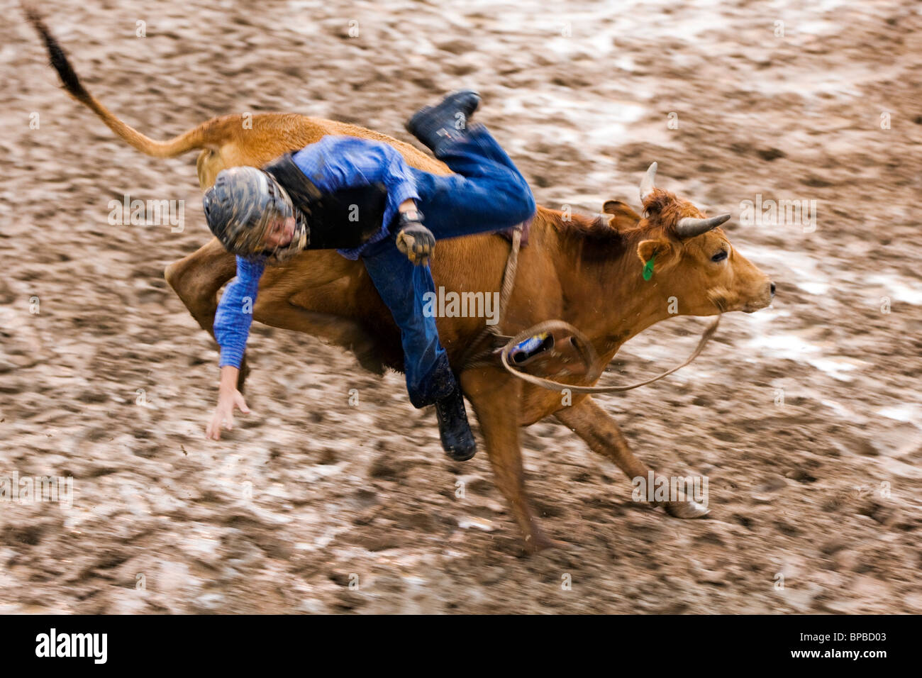Jeune cheval de cow-boy un jeune taureau, Chaffee County Fair & Rodeo ...