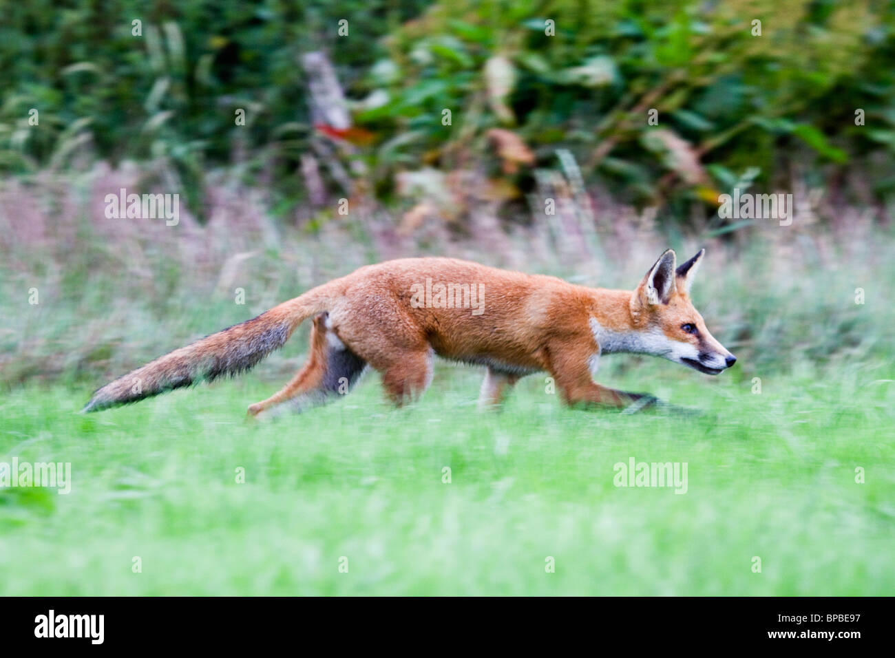 Male fox Banque de photographies et d’images à haute résolution - Alamy