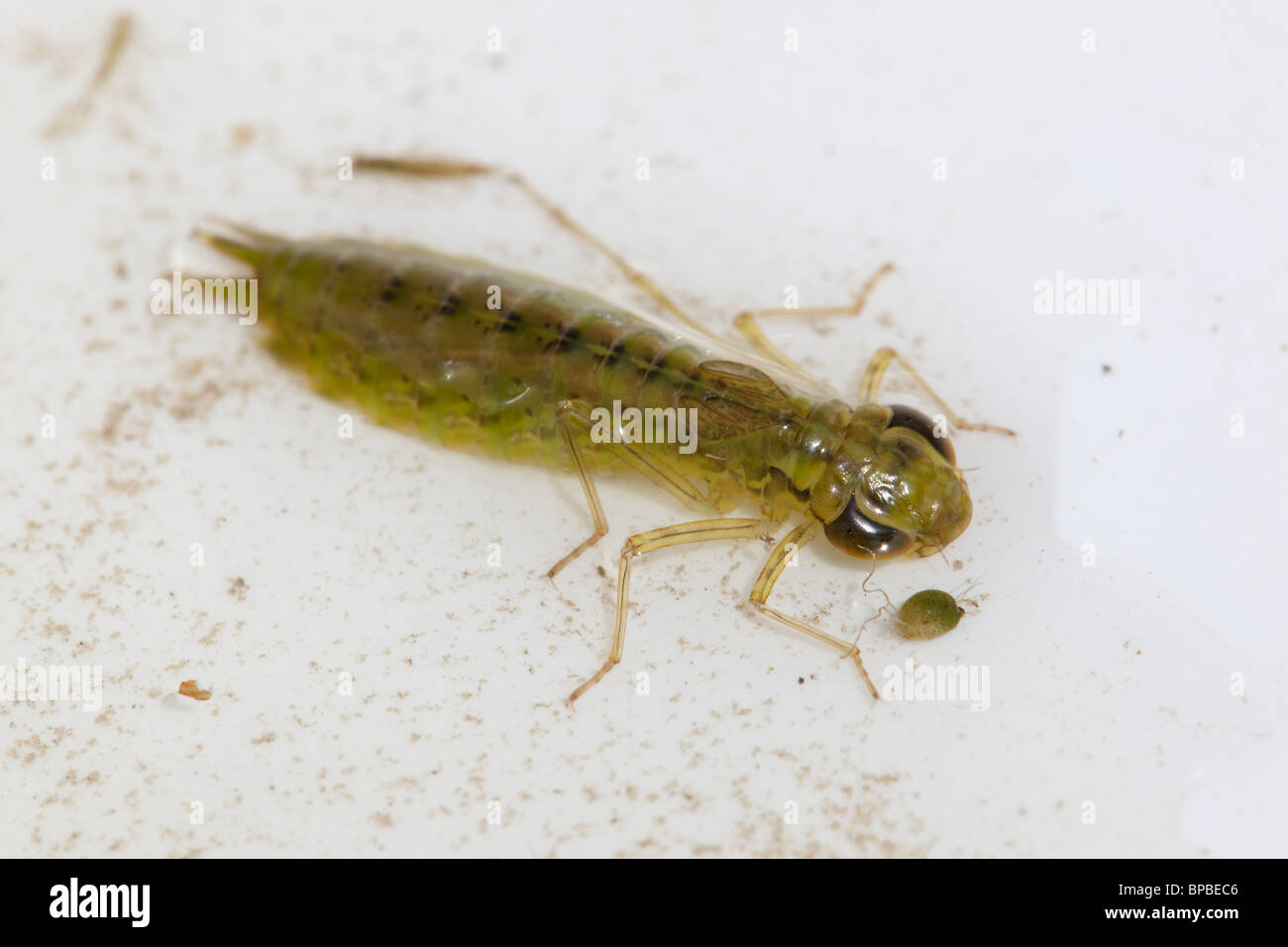 Larve de libellule Banque de photographies et d’images à haute résolution - Alamy