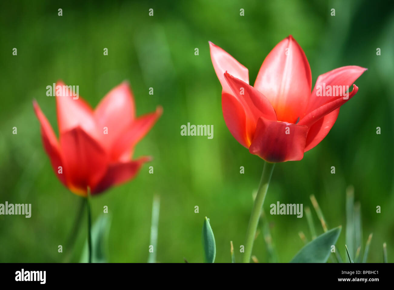 Tulipe sauvage rouge Banque de photographies et d’images à haute ...