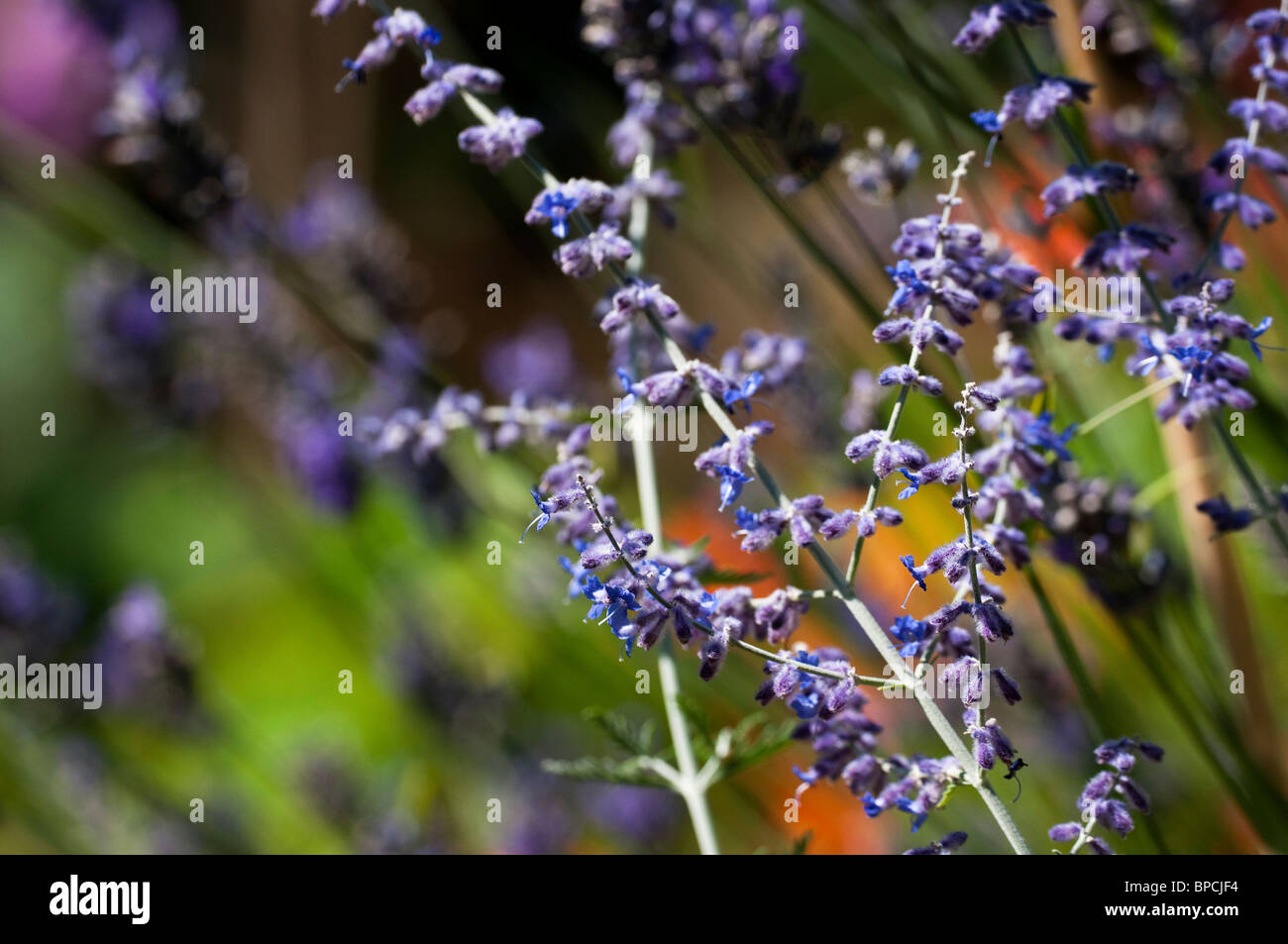 Russian sage perovskia atriplicifolia Banque de photographies et d ...