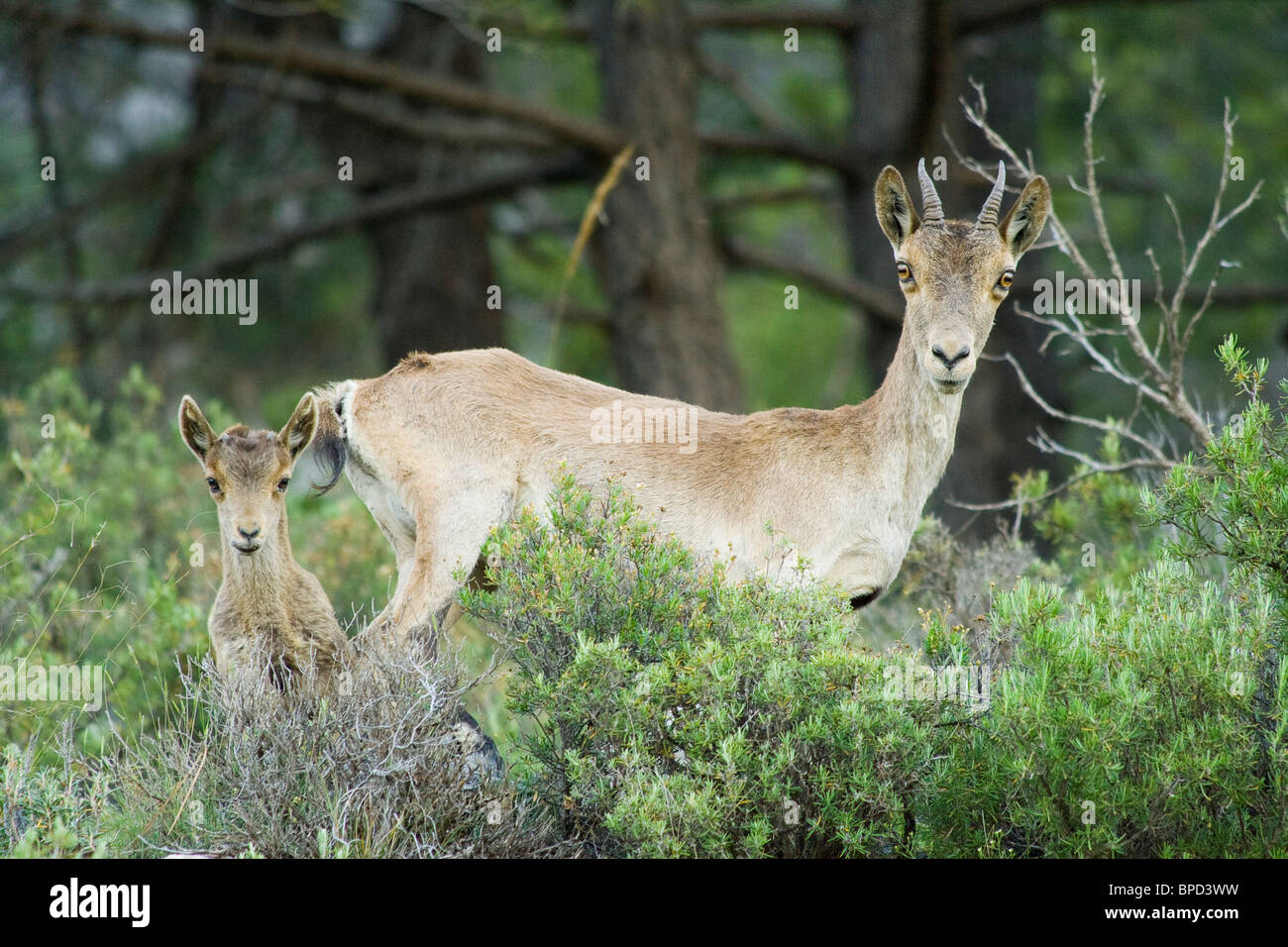 Capra pyrenaica hispanica Banque de photographies et d’images à haute ...
