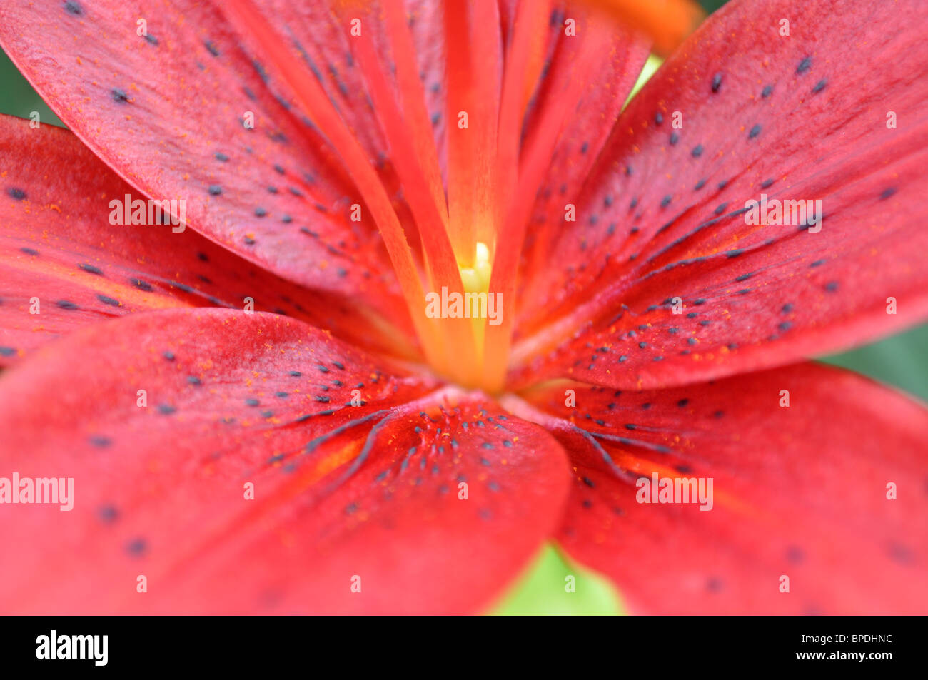 Fleur de lys rouge Banque de photographies et d’images à haute résolution - Alamy