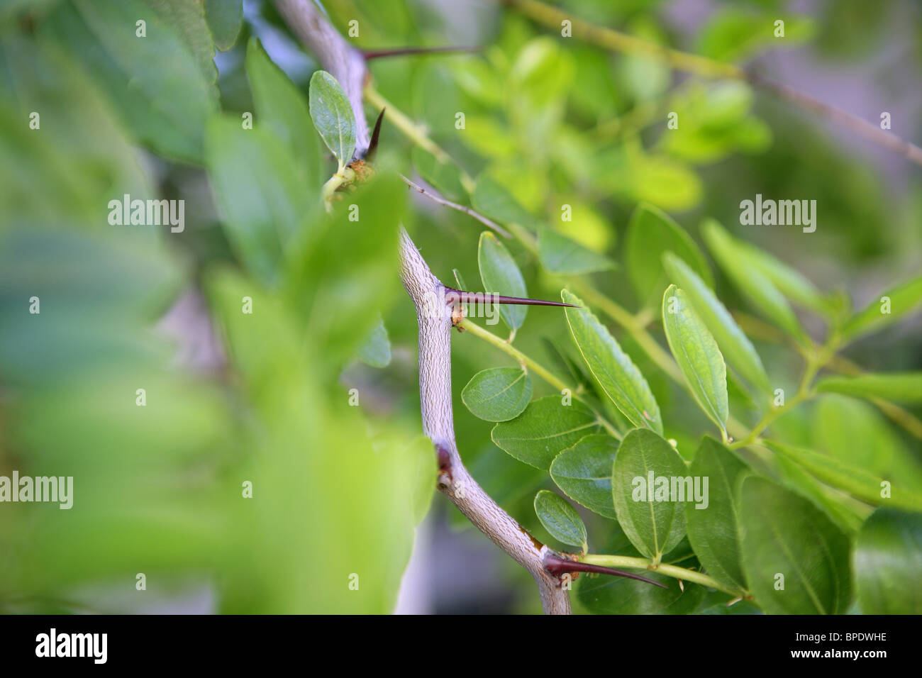 Ziziphus vulgaris Banque de photographies et d’images à haute ...