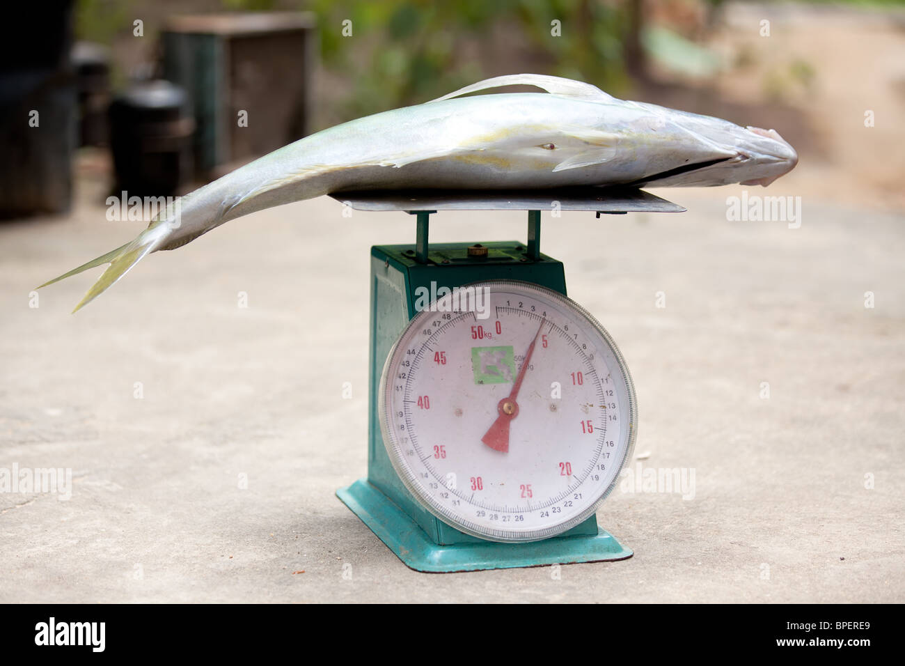 Weighing fish Banque de photographies et d’images à haute résolution ...