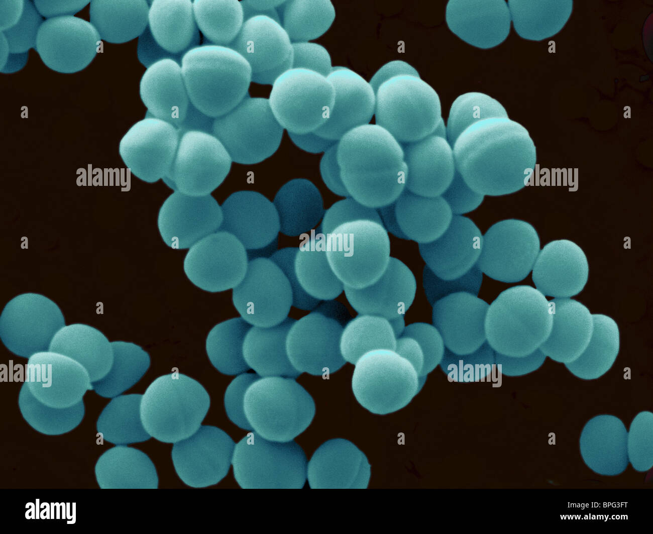 Bactérie staphylocoque épidermidique Banque de photographies et d ...