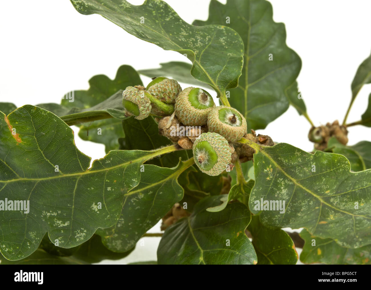 Feuille de chêne glands Banque de photographies et d’images à haute ...