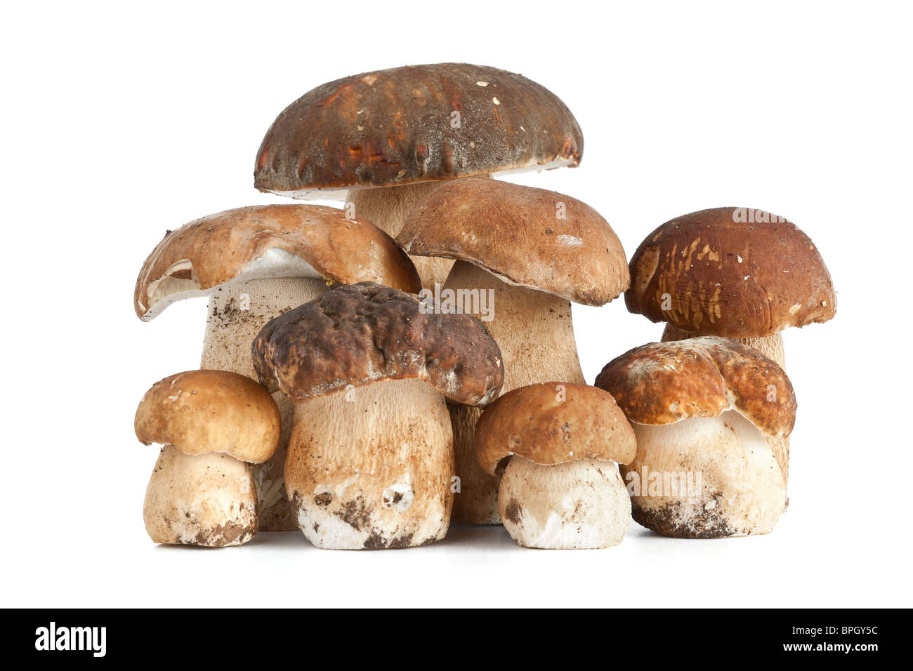 Boletus edulis aux champignons porcini Banque d'images détourées - Alamy