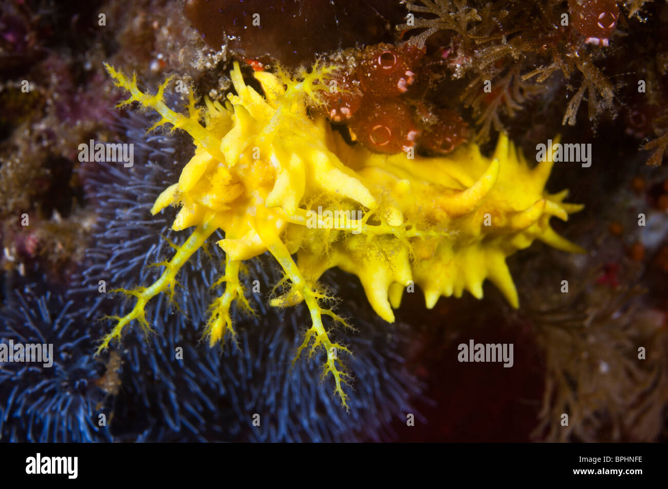 Cocombre de mer Banque de photographies et d’images à haute résolution ...