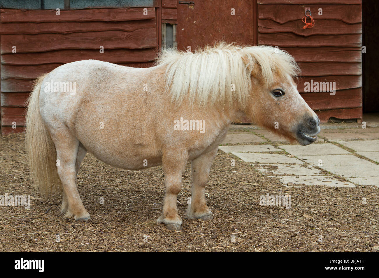 Miniature ponys Banque de photographies et d’images à haute résolution ...