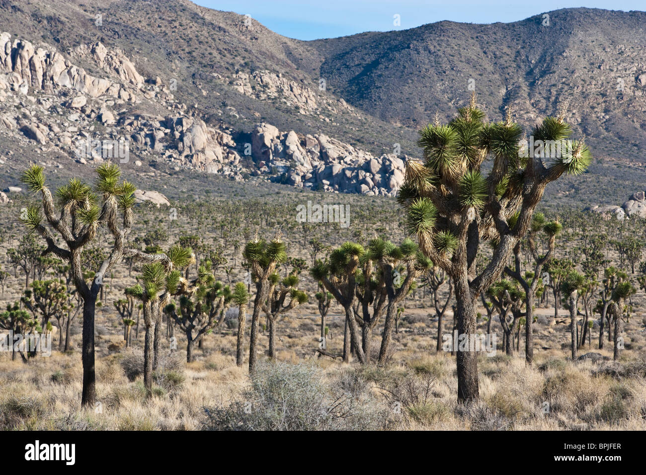 Yucca trees Banque de photographies et d’images à haute résolution - Alamy