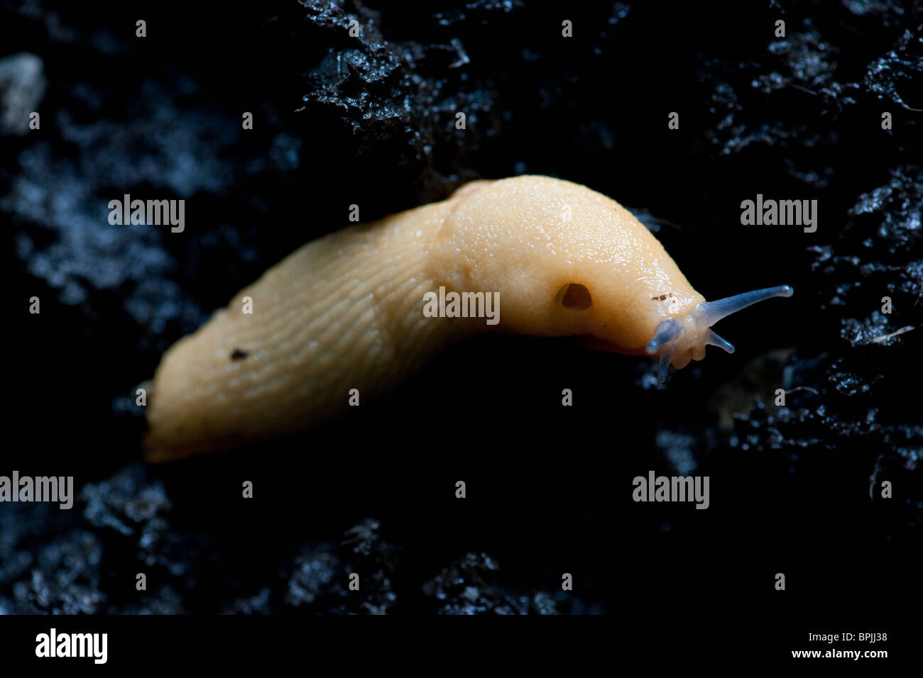 Une limace blanche montrant le trou de respiration, appelé le ...