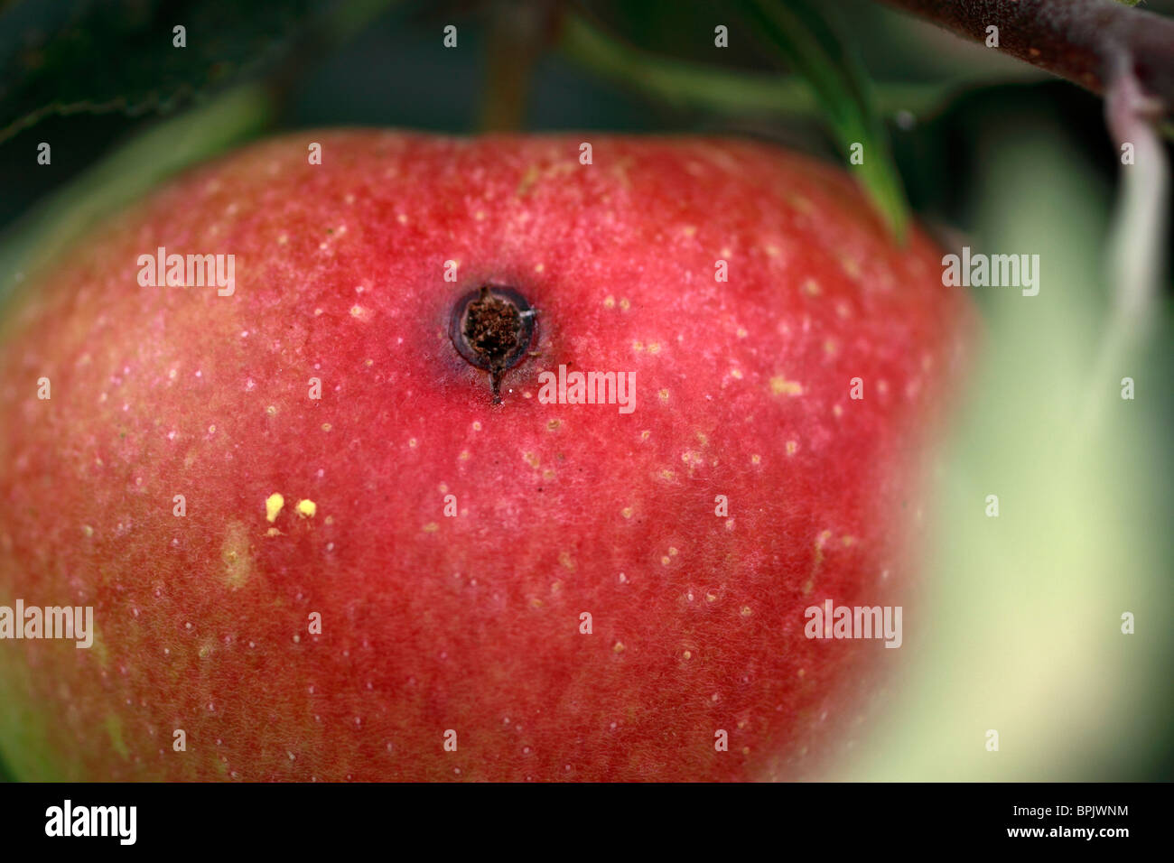 Les dommages causés par les insectes sur une pomme, Malus domestica ...
