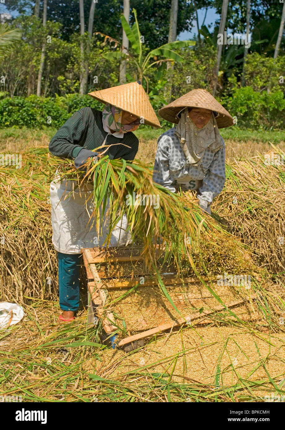 Rice harvest Banque de photographies et d’images à haute résolution - Alamy