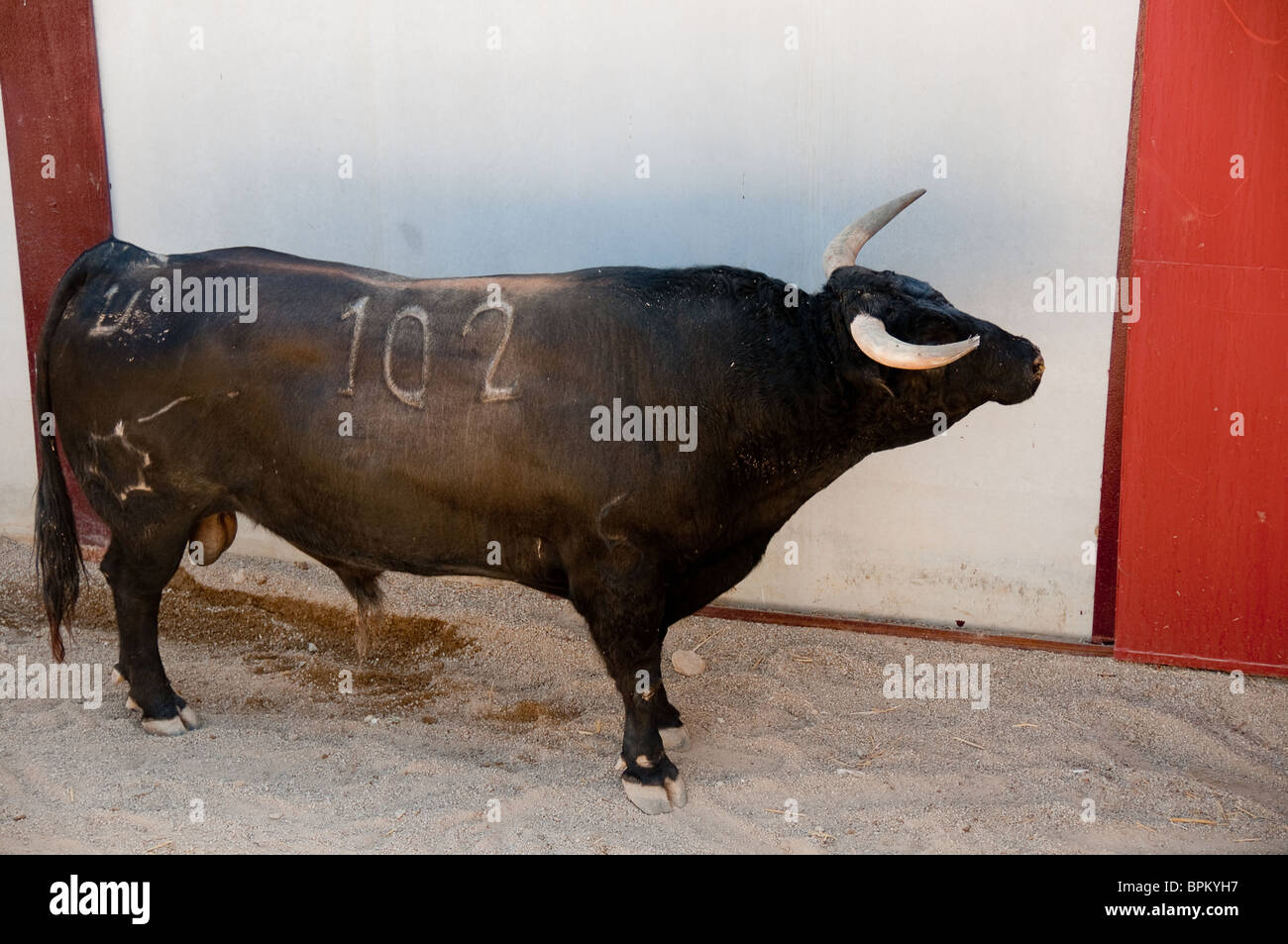 Taureau de combat Banque de photographies et d’images à haute ...