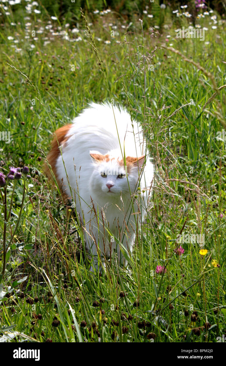Angry cat Banque de photographies et d’images à haute résolution - Alamy