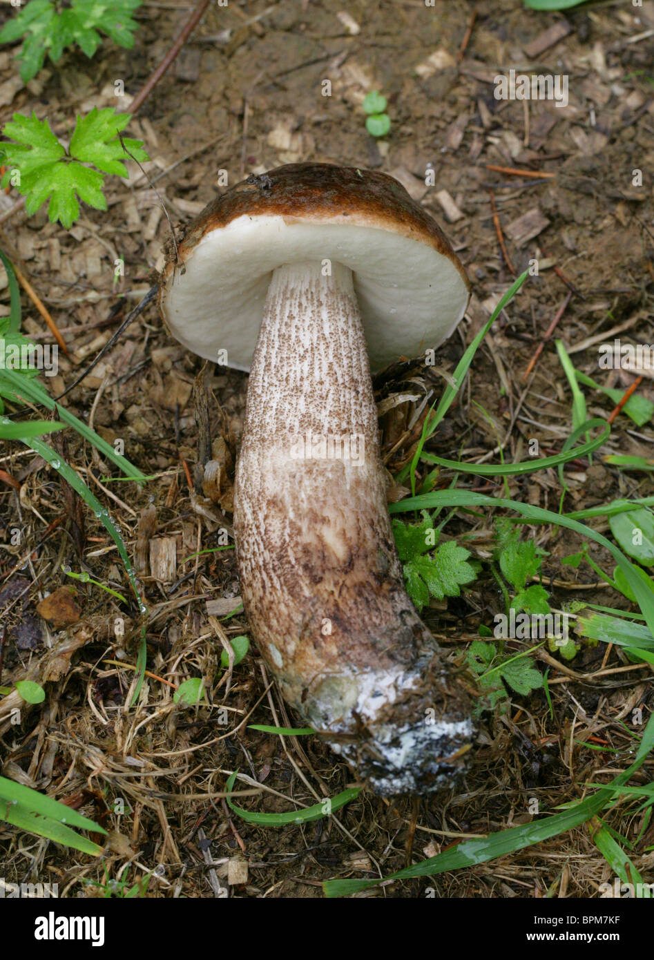 Champignons de bolets de bouleau brun Banque de photographies et d’images à haute résolution - Alamy