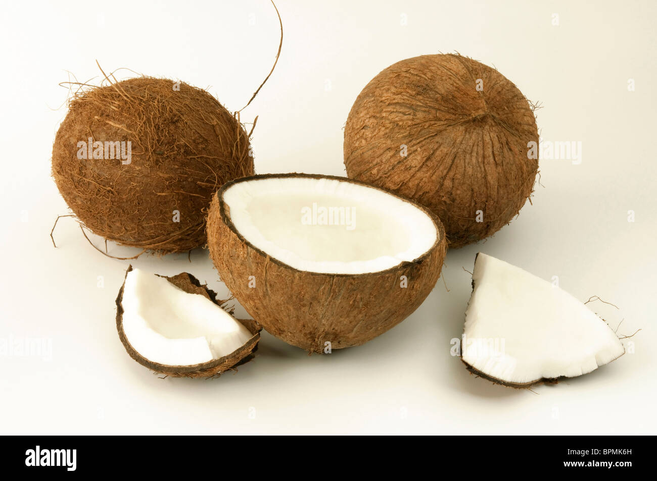Cocotier cocos nucifera Banque de photographies et d’images à haute ...