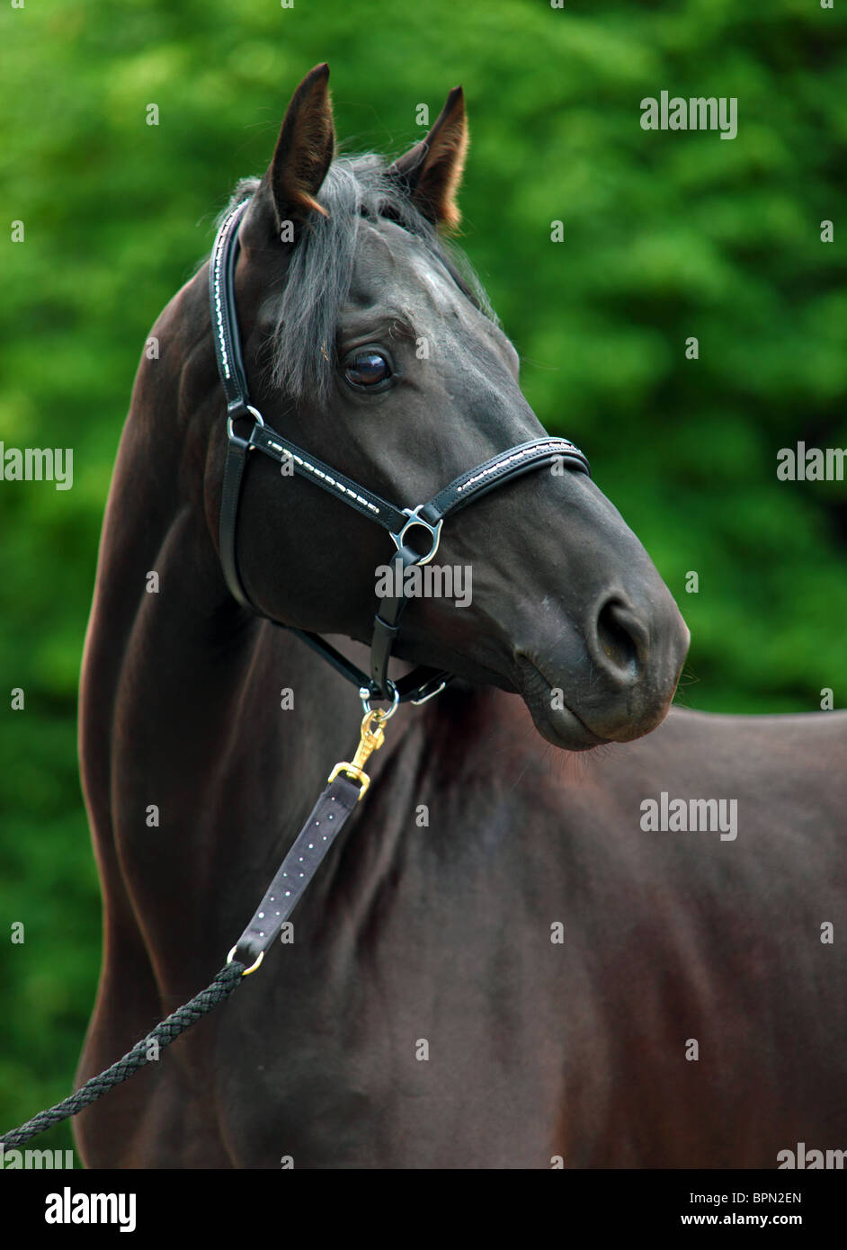 Portrait cheval noir Banque de photographies et d’images à haute ...
