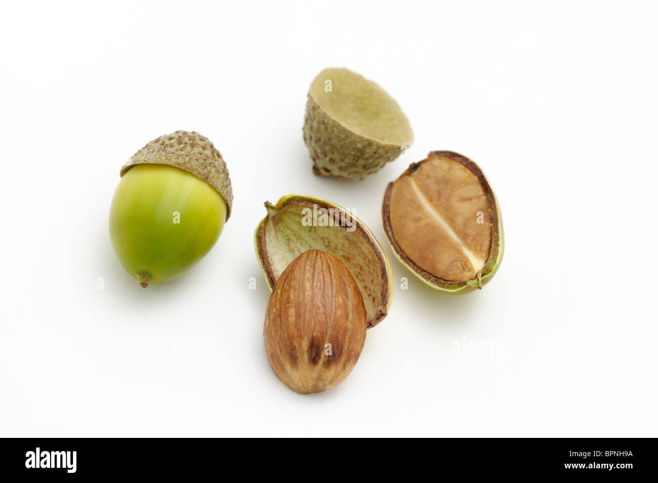 Les glands de chêne. . L'un des glands a été réduit de moitié pour ...