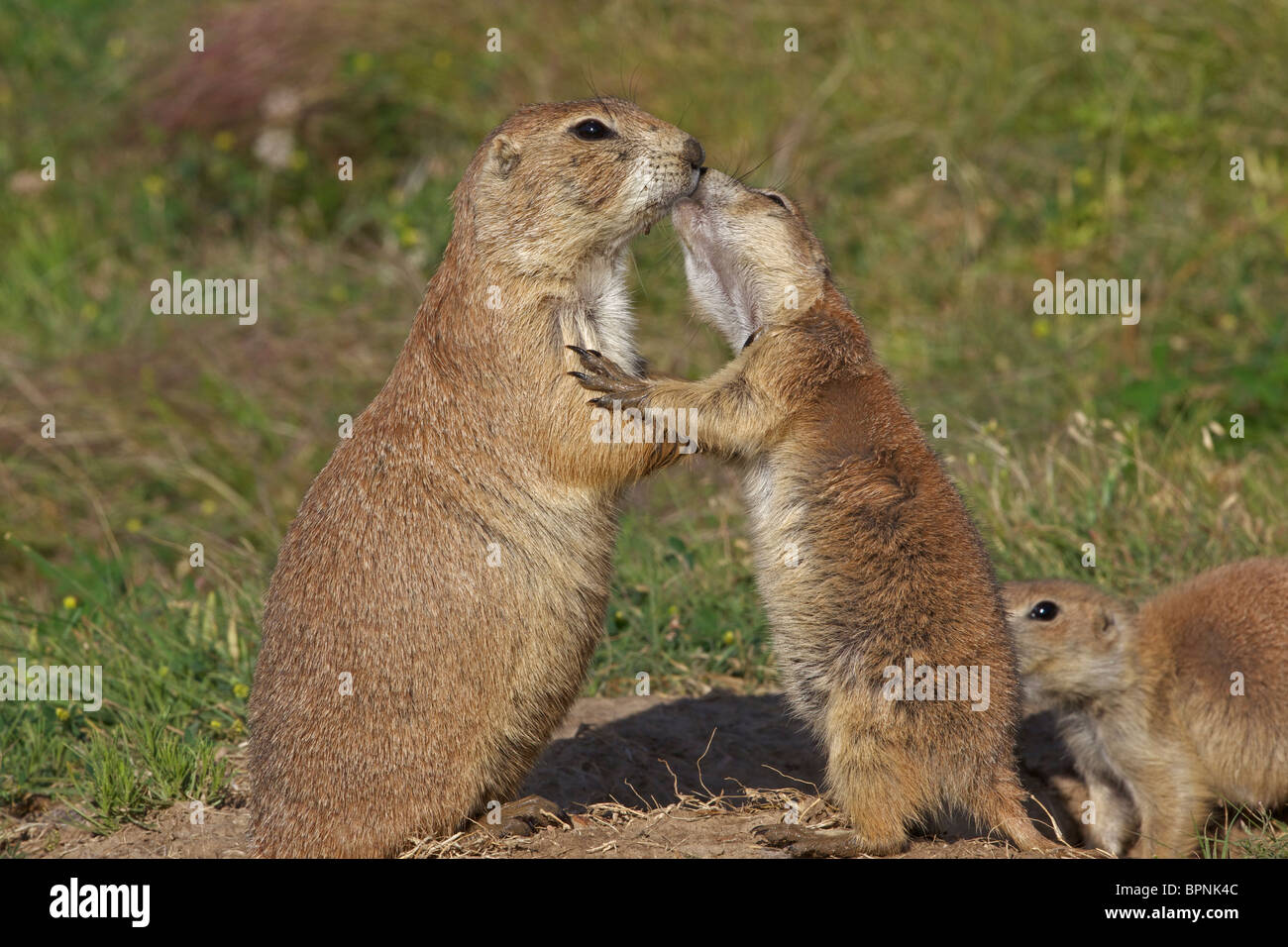 Chien de prairie s'embrasser Banque de photographies et d’images à ...