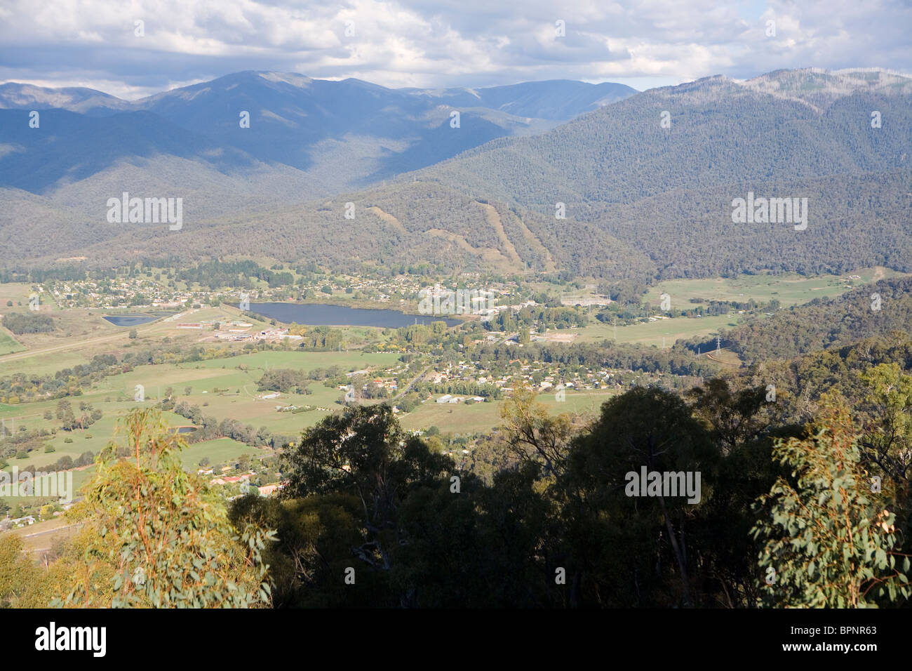 Tawonga victoria Banque de photographies et d’images à haute résolution ...