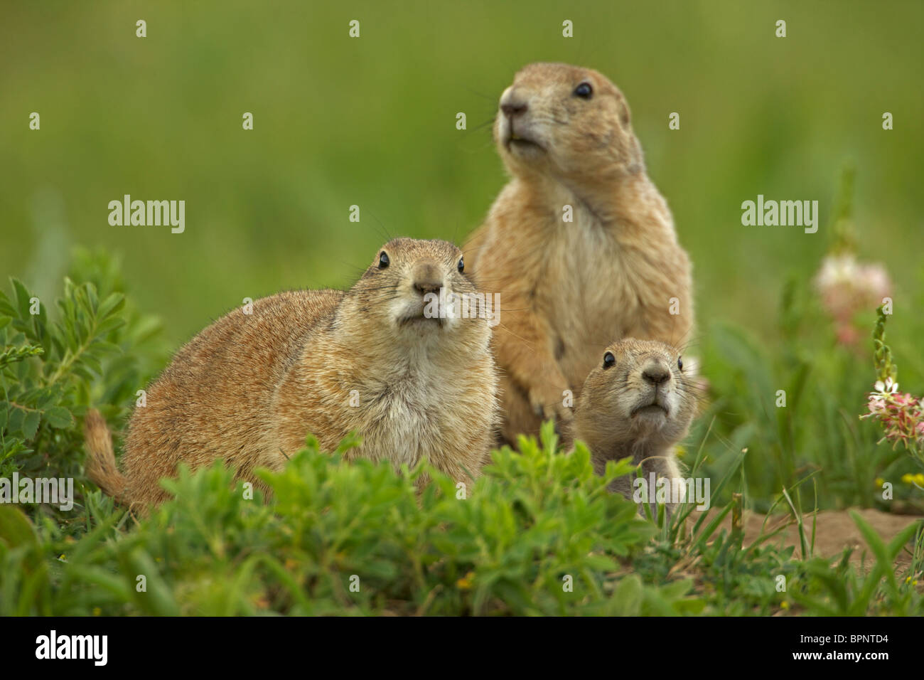 Chiens de prairie Banque de photographies et d’images à haute ...