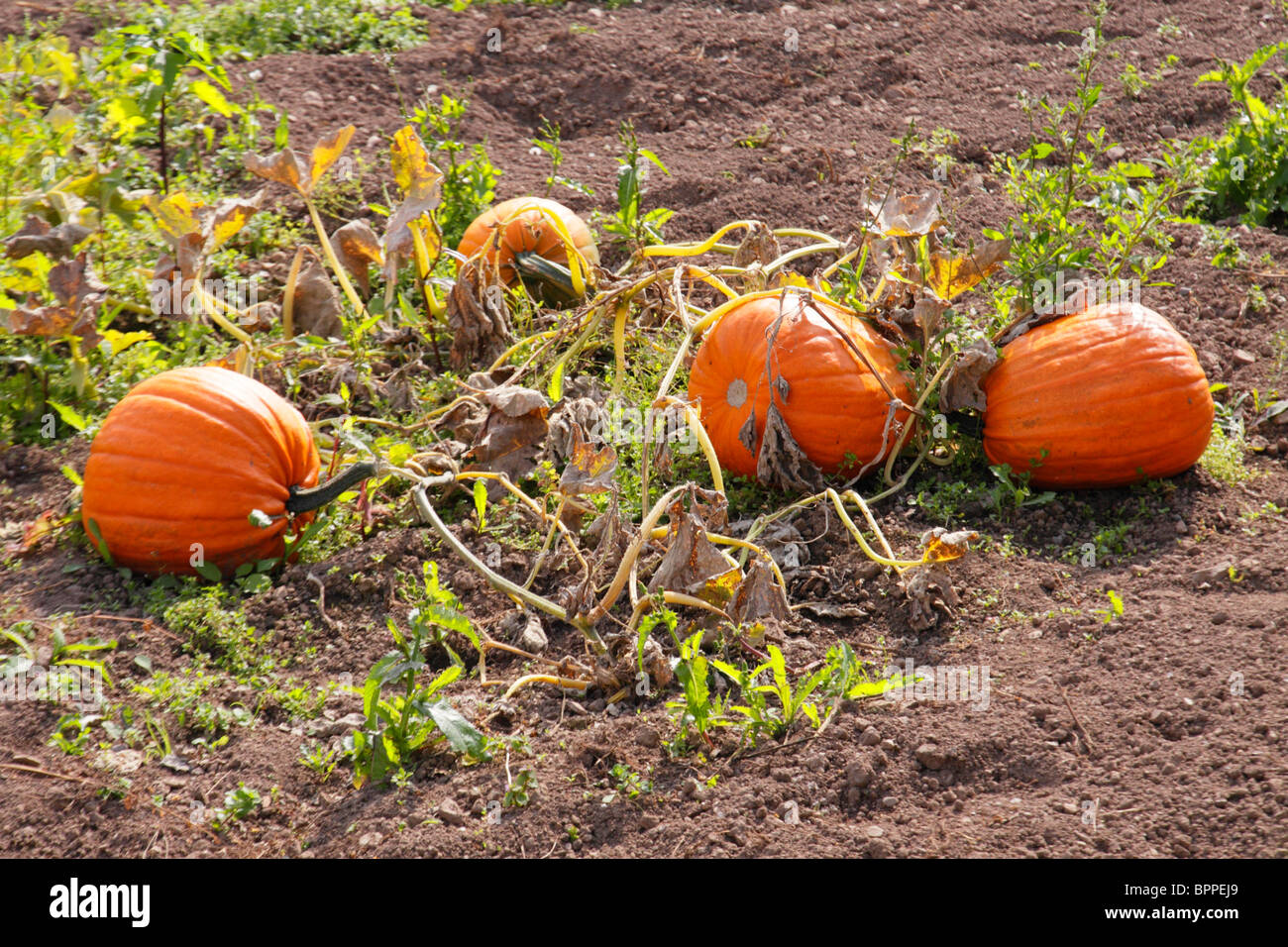 De plus en plus grande des citrouilles sur sol vine prêt pour la ...