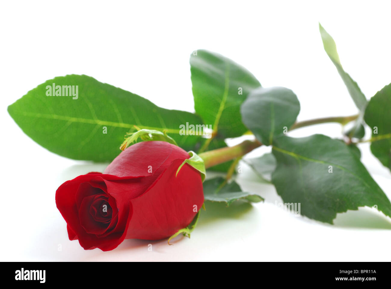 Rose Rouge Sur Fond Blanc Banque d'image et photos - Alamy