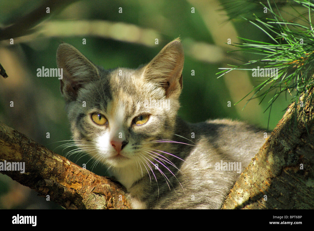 Chaton un arbre Banque de photographies et d’images à haute résolution ...