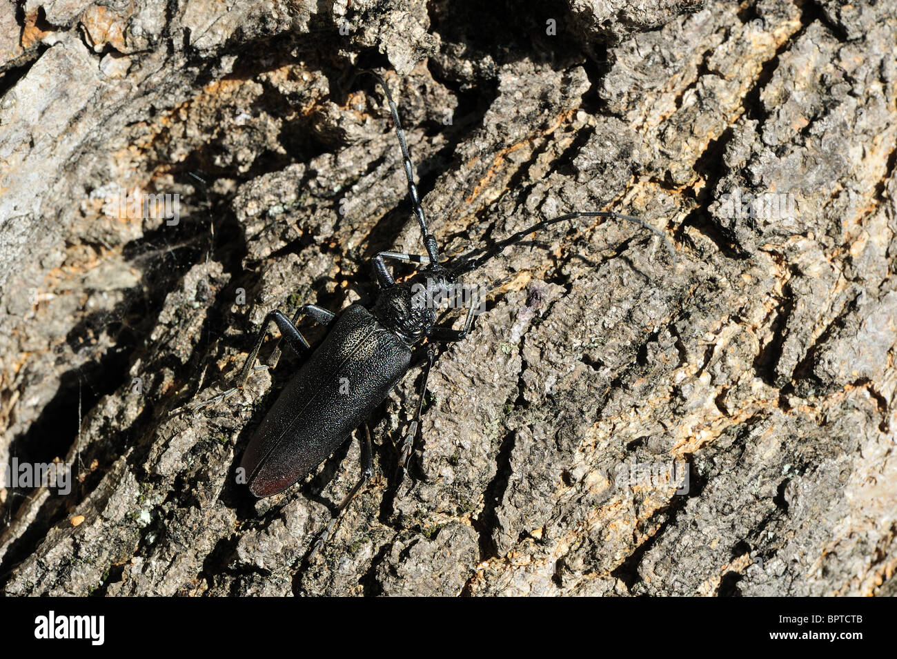 Grand coléoptère capricorne Banque de photographies et d’images à haute ...