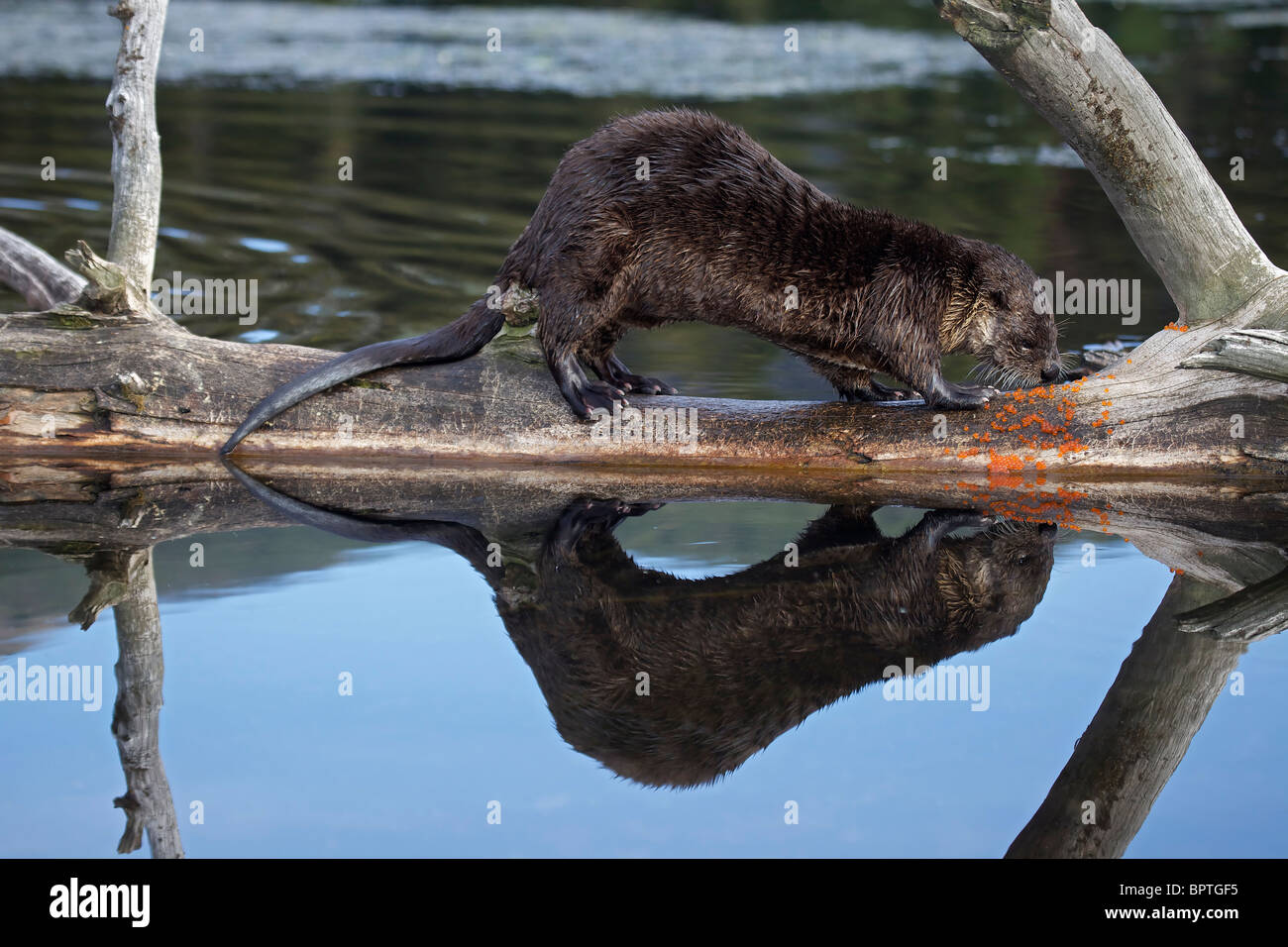 La loutre de rivière(s) - (Lutra canadensis) - Wyoming -Loutre de ...