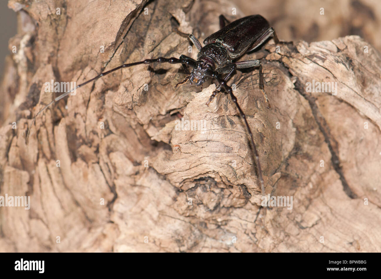 Grand coléoptère capricorne Banque de photographies et d’images à haute ...