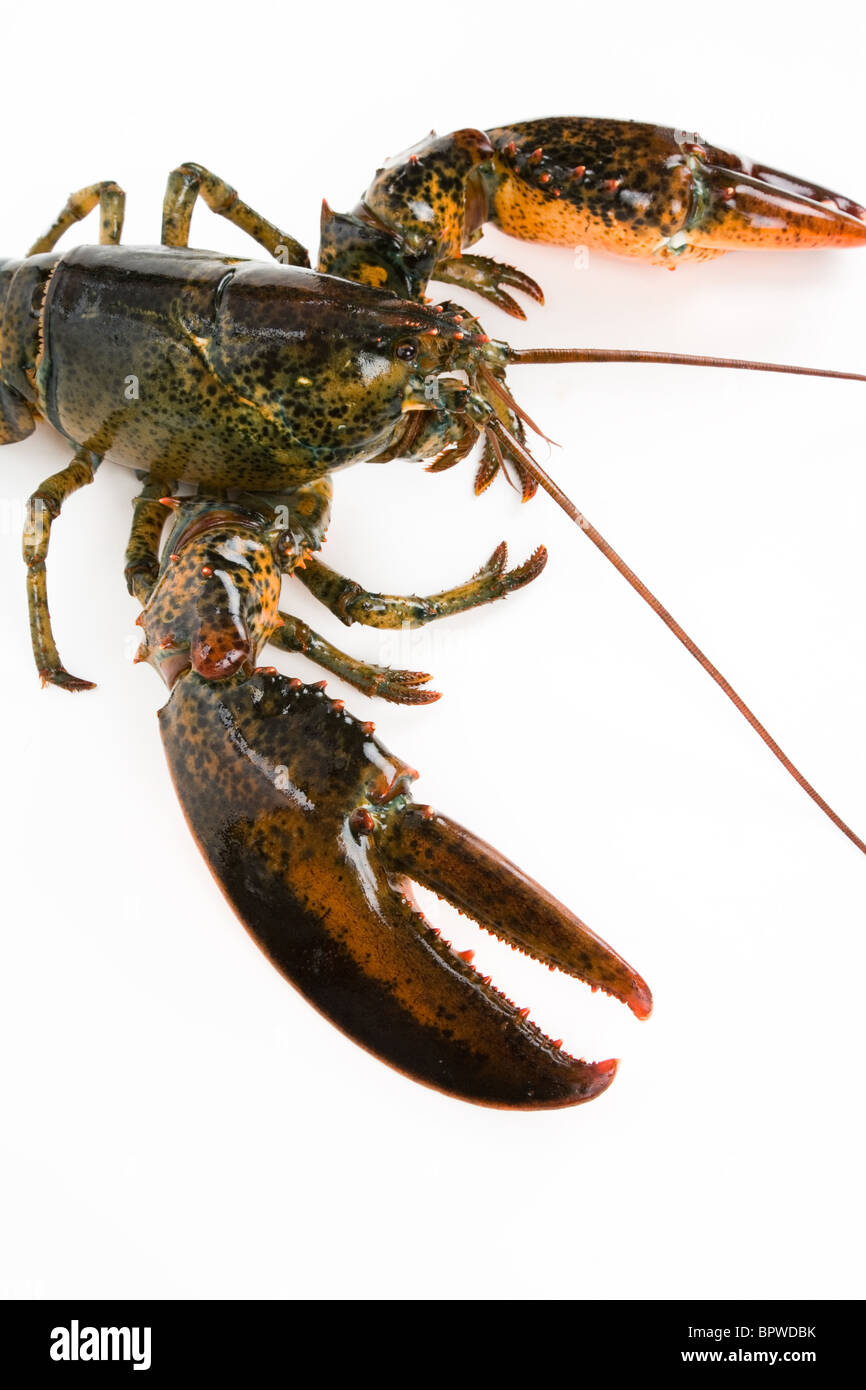 Homard cru Banque de photographies et d’images à haute résolution - Alamy