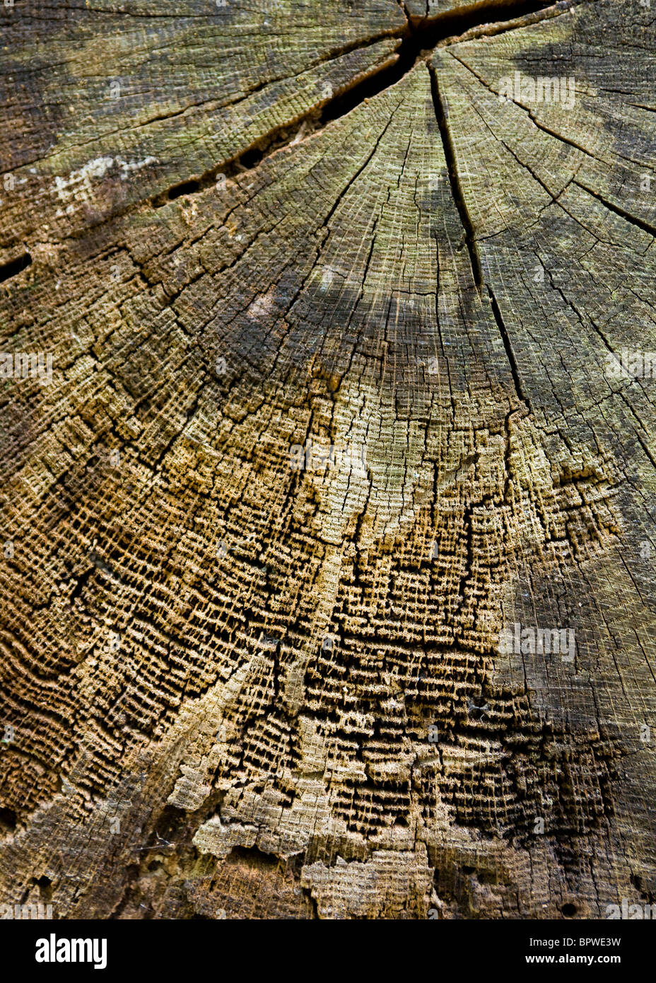 Cross section tree trunk Banque de photographies et d’images à haute ...