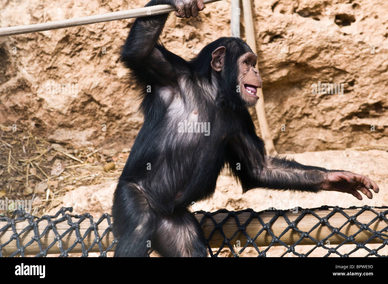 Captive chimpanzee Banque de photographies et d’images à haute ...