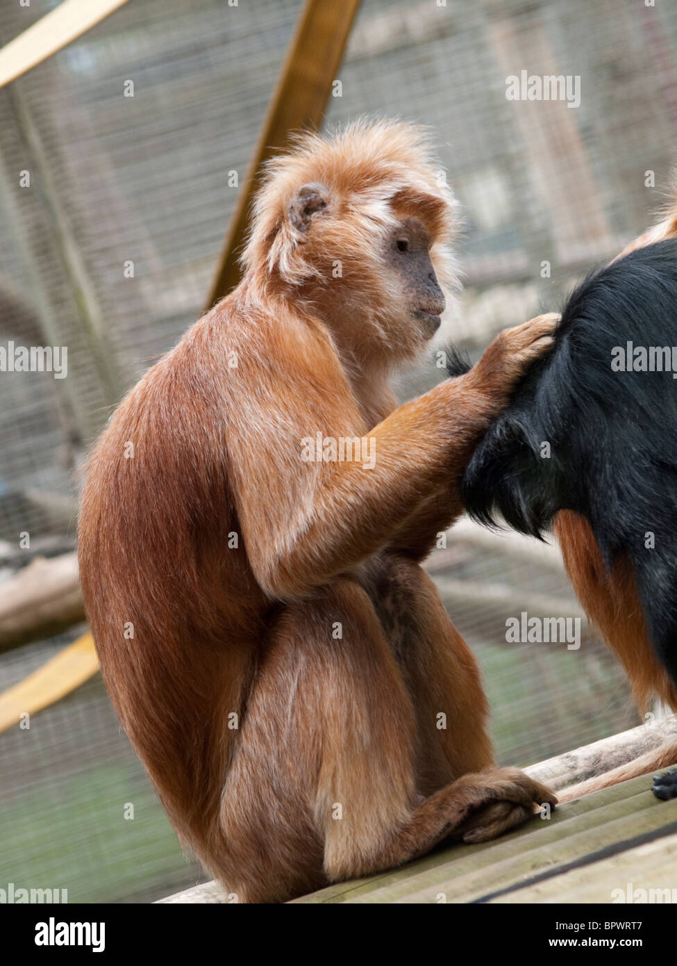 Javan lutung Banque de photographies et d’images à haute résolution - Alamy